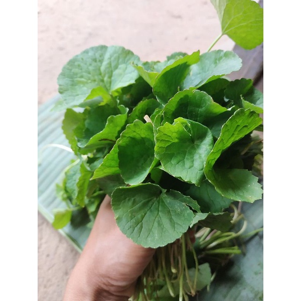 Jual DAUN PEGAGAN 100 GRAM / DAUN ANTANAN OBAT HERBAL | Shopee Indonesia