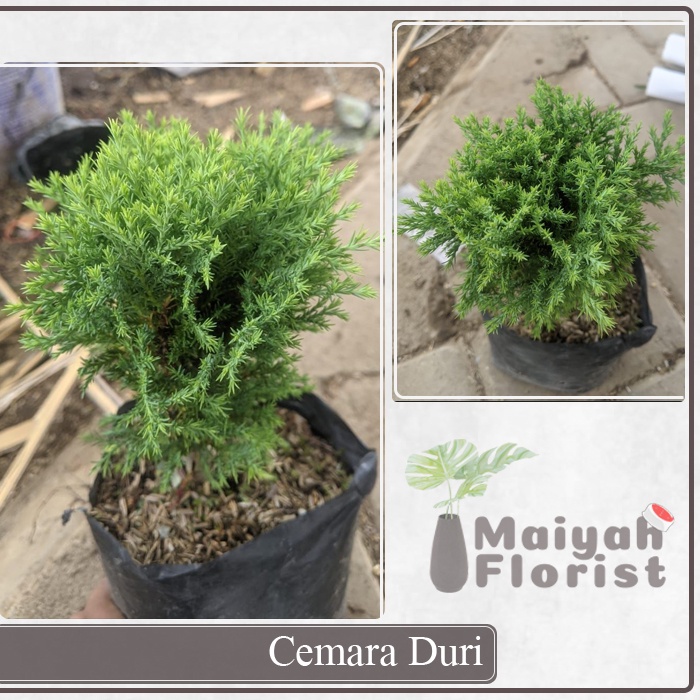 Jual Cemara Duri - Cemara Pentung - Cemara Angin - Tanaman Hias ...