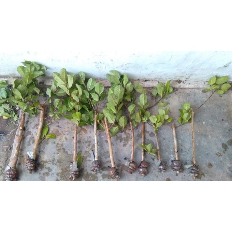 Jual FC Jambu Red Diamond / Hong Pause (STOK TERAKHIR) | Shopee Indonesia