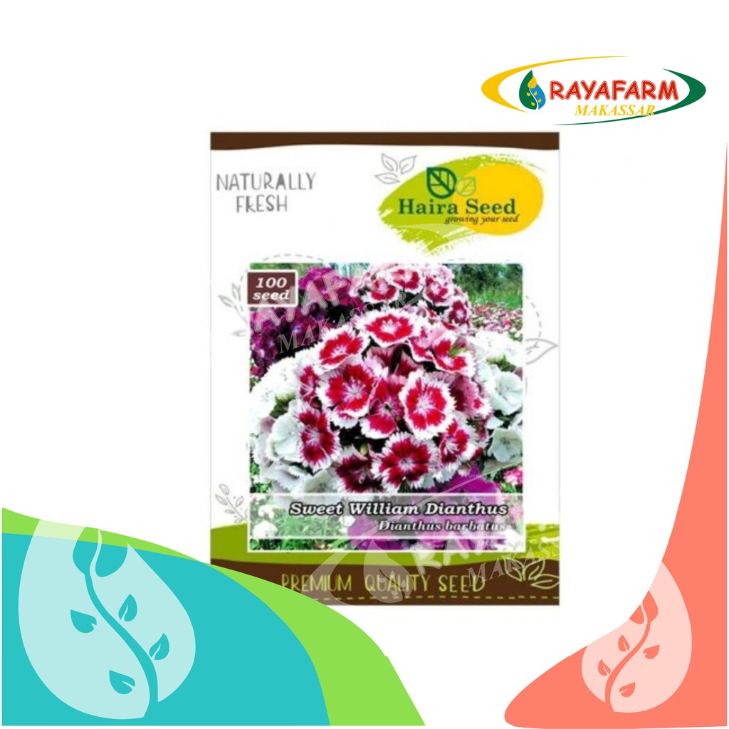 Jual Benih Bunga Sweet William Dianthus | Shopee Indonesia
