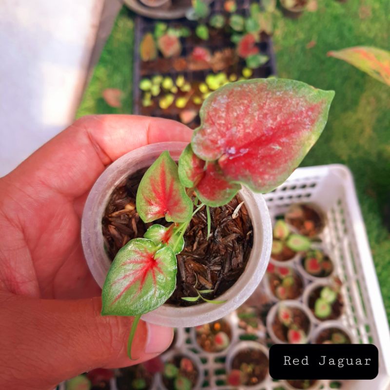 Jual Caladium Infinity / bunga keladi / tanaman hias keladi murah ...