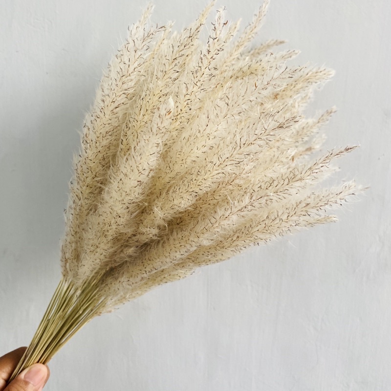Jual 10 tangkai ilalang / Dried flower / bunga kering ilalang natural ...