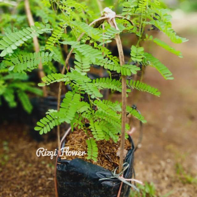 Jual Tanaman herbal daun saga pohon saga | Shopee Indonesia