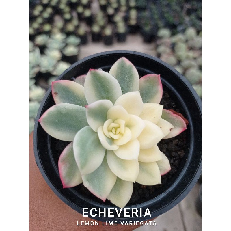 Jual echeveria lemon lime variegata KAKTUS SUKULEN TANAMAN HIAS ...