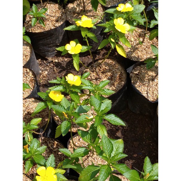 Jual Tanaman Bunga Pukul Delapan Kuning ~Turnera Ulmifolia Minimal ...