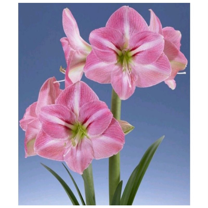 Jual pohon bakung amarilis bunga pink batik putih | Shopee Indonesia