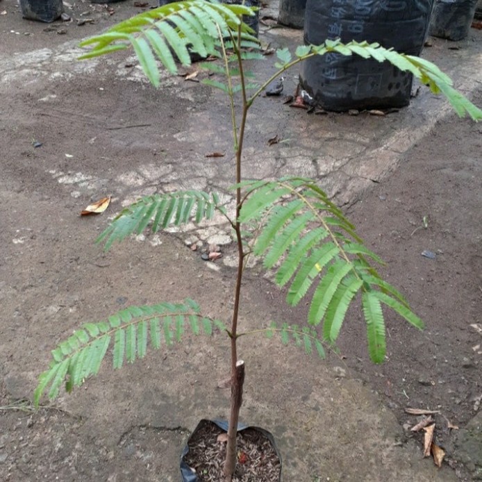Jual pohon buah pete akulasi. pohon cepat berbuah | Shopee Indonesia