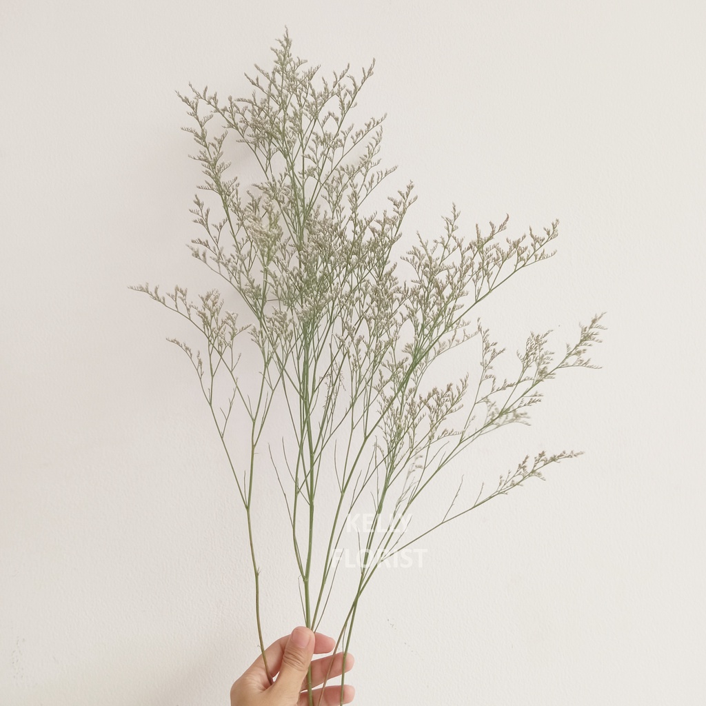 Jual Bunga Caspea Fresh / Bunga Caspea Segar (PerTangkai) | Shopee ...