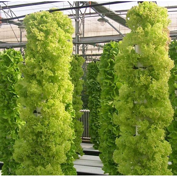 Jual Jual Biji Benih Bibit Bunga Selada Amerika Hydroponik Diminati ...