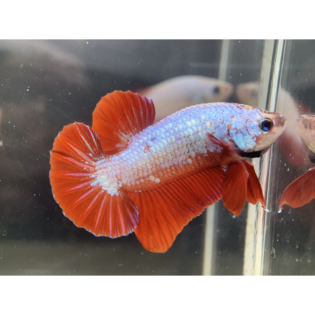 Jual [057] CUPANG PLAKAT RED FANCY MALE JANTAN | Shopee Indonesia