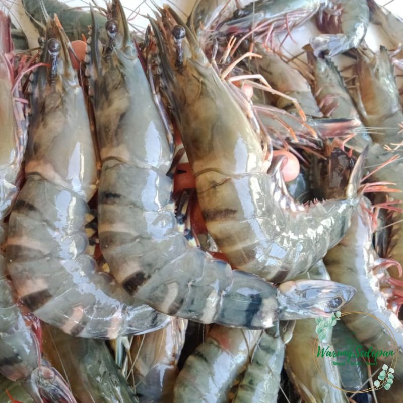 Jual Udang Peci Segar Udang Utuh Sayur Segar Cikarang | Shopee Indonesia