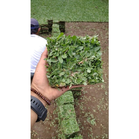 Jual Rumput Gajah mini (100x100cm) UKURAN BULAT 1M2 | Shopee Indonesia