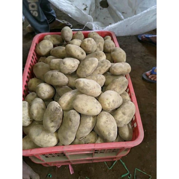 Jual kentang besar-granola-dieng-sayur segar | Shopee Indonesia