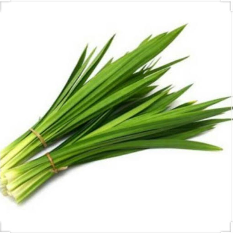 Jual daun pandan perikat | Shopee Indonesia