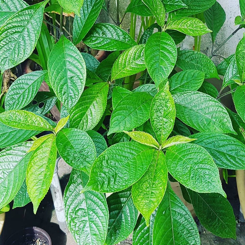 Jual Tanaman herb pecah beling / keji beling / kecibeling ...