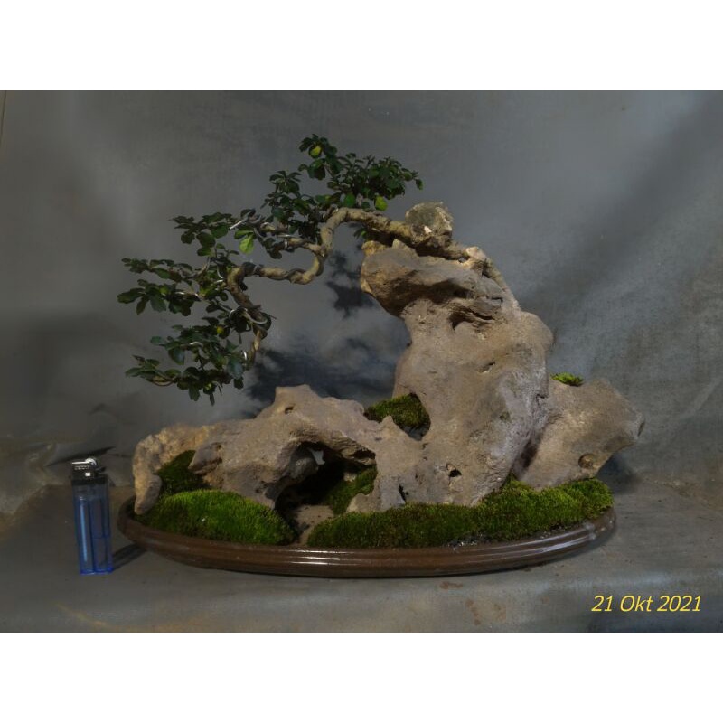Jual Bonsai hokiantea micro | Shopee Indonesia Jual Bonsai hokiantea micro | Shopee Indonesia