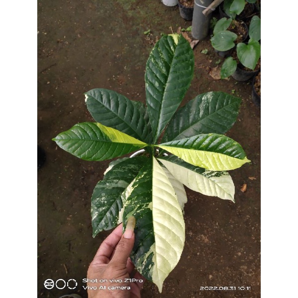Jual kopi variegata. -VARRO PLANT- | Shopee Indonesia