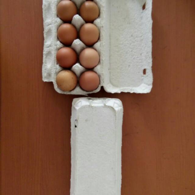 Jual Egg box karton 10 butir / kemasan telur karton | Shopee Indonesia