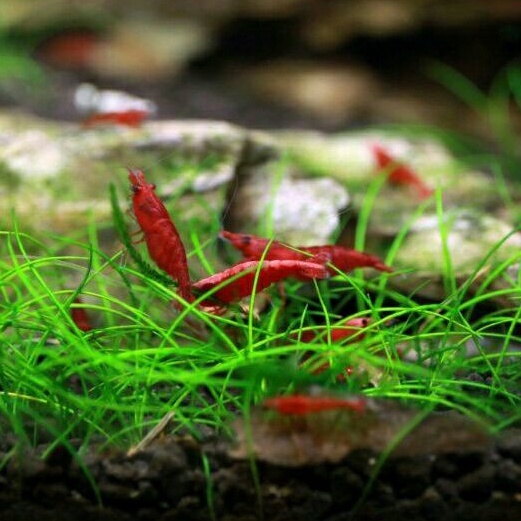 Jual udang hias red cherry ( RCS ) algae eater Aquascape Pembersih ...