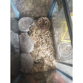 Jual Landak Mini Terlengkap & Harga Terbaru Maret 2026 | Shopee Indonesia