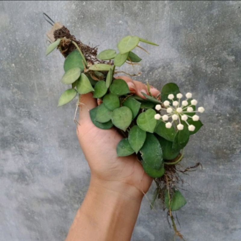 Jual Hoya krohnianan atau Hoya mini tanaman hias | Shopee Indonesia