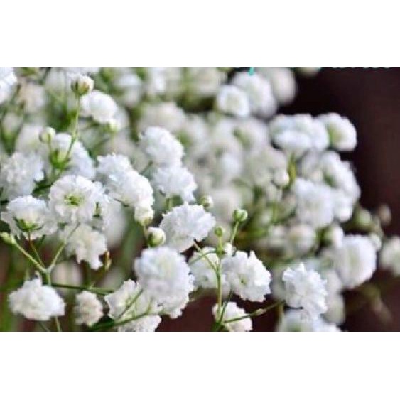 Jual Bunga Baby Breath Asli Fresh Cocok untuk Pernikahan, Bridalshower ...