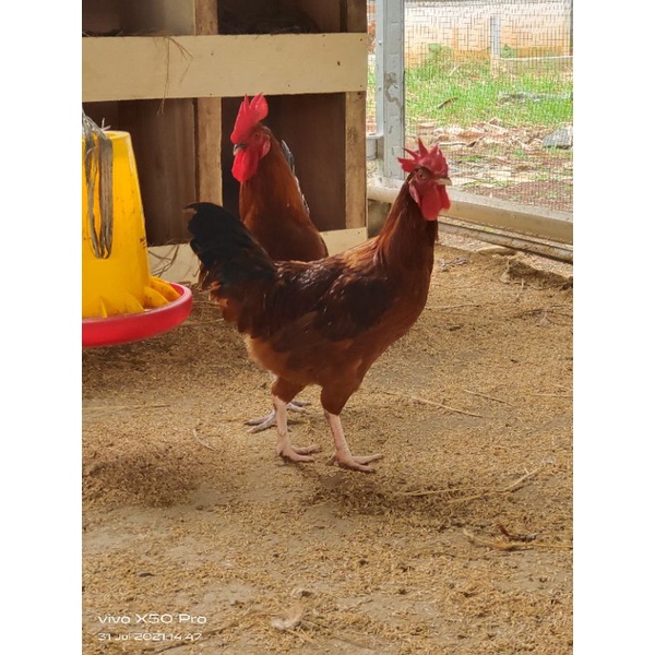 Jual jantan ayam rhode island red (rir) usia 4 bulan - 1 tahun lebih ...