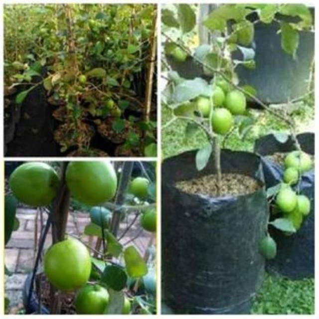 Jual Bibit apel putsa india sudah berbunga | Shopee Indonesia