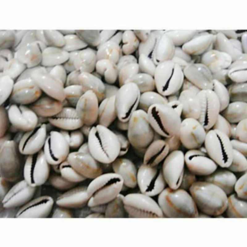 Jual kuwuk biji bekel kerang biji congklak buli kopi 50pcs | Shopee ...
