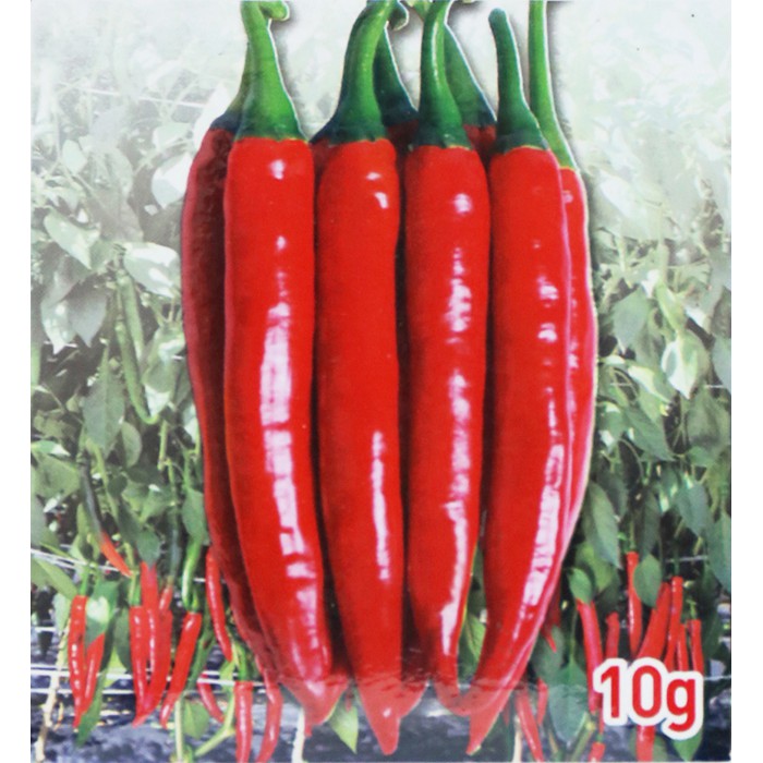 Jual Benih Cabai Besar P-Sada 700 10 gram F1 Hibrida Koreana Seed ...