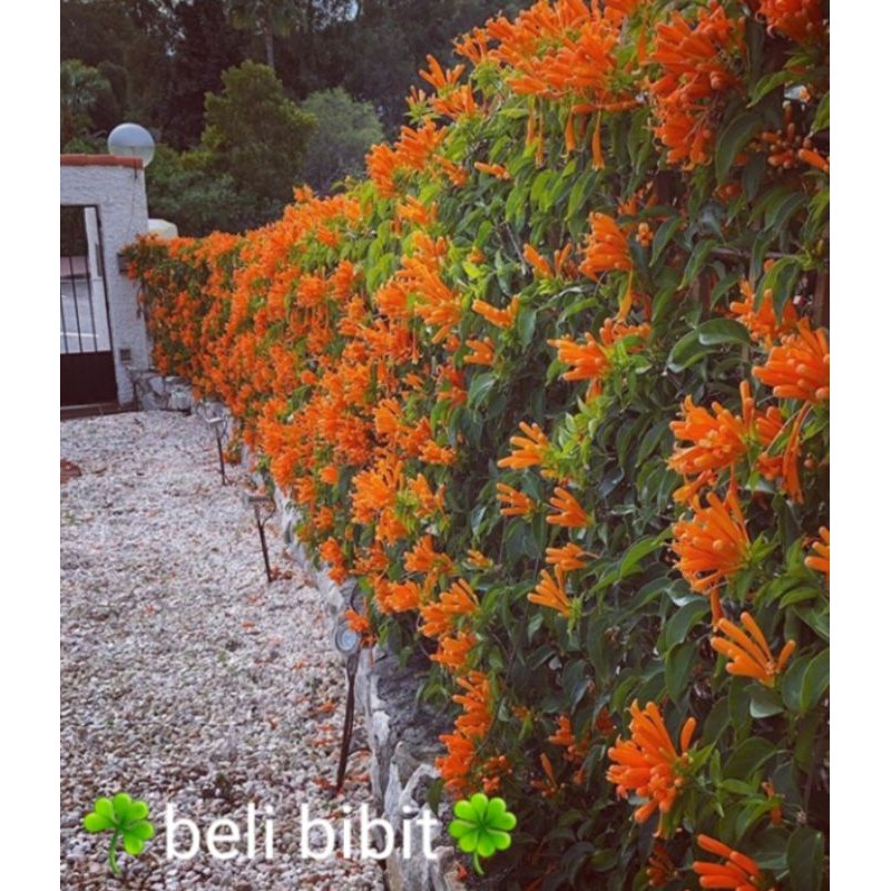 Jual tanaman rambat bunga flame vine jalaran api | Shopee Indonesia