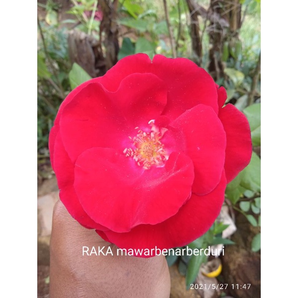 Jual MAWAR lokal kupu kupu merah | Shopee Indonesia