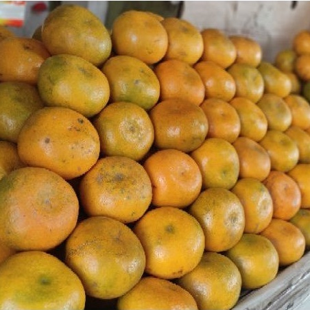 Jual JERUK MEDAN ASLI / BRASTAGI / UKURAN SEDANG / MANIS / BUAH SEGAR ...