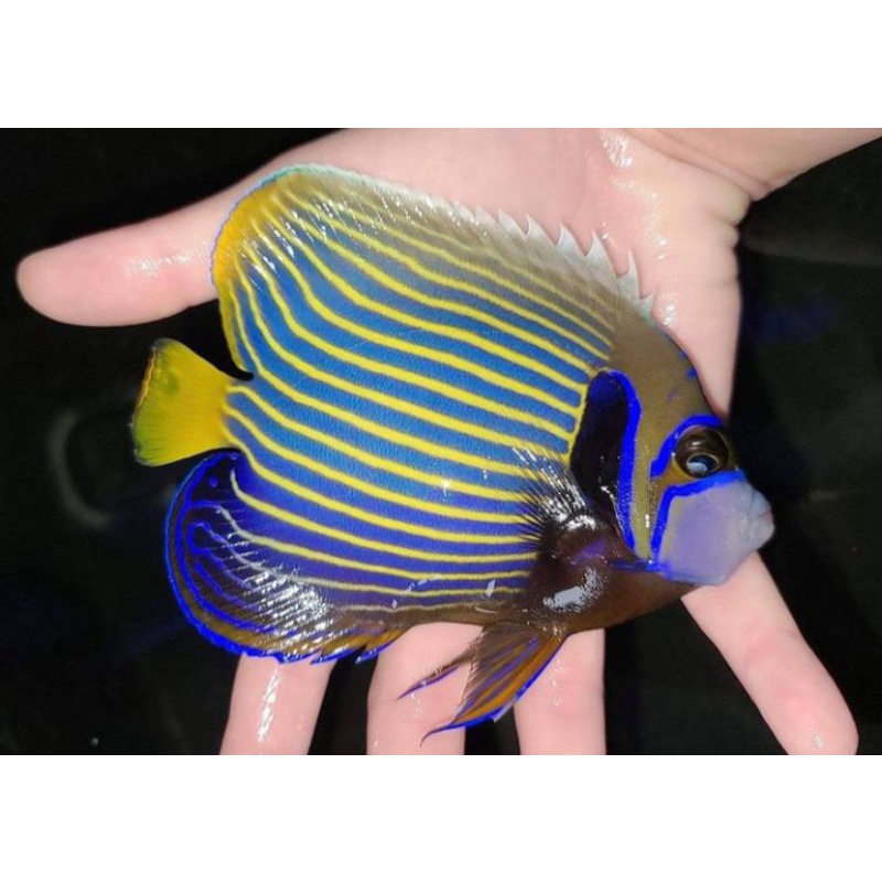Jual Angel Batman/Emperor Angelfish | Shopee Indonesia