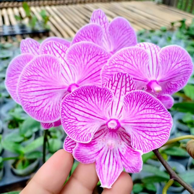 Jual Anggrek bulan mini garis ungu putih | Shopee Indonesia