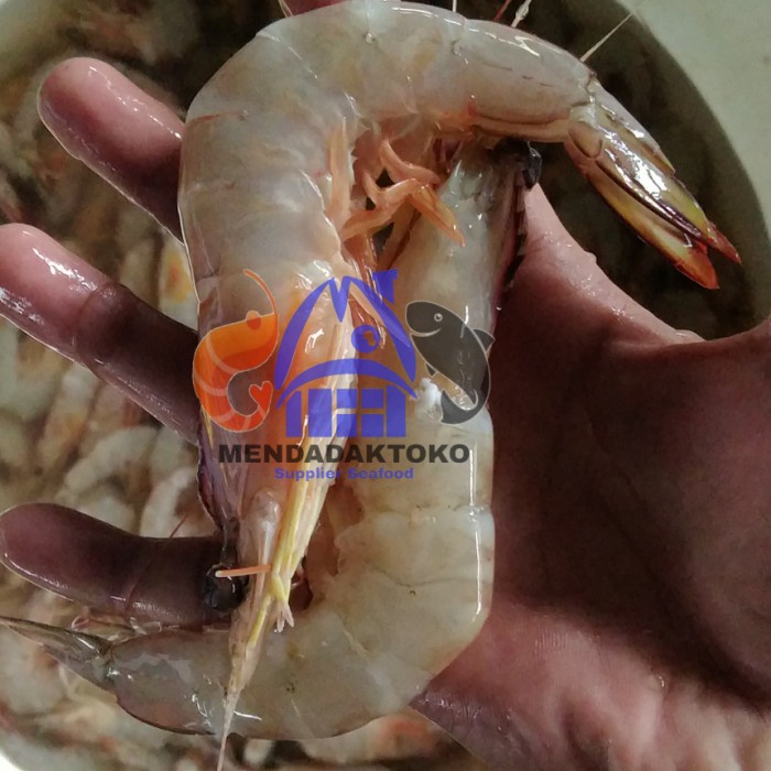 Jual Udang jerbung fresh ukuran besar | ikan laut segar | seafood ...