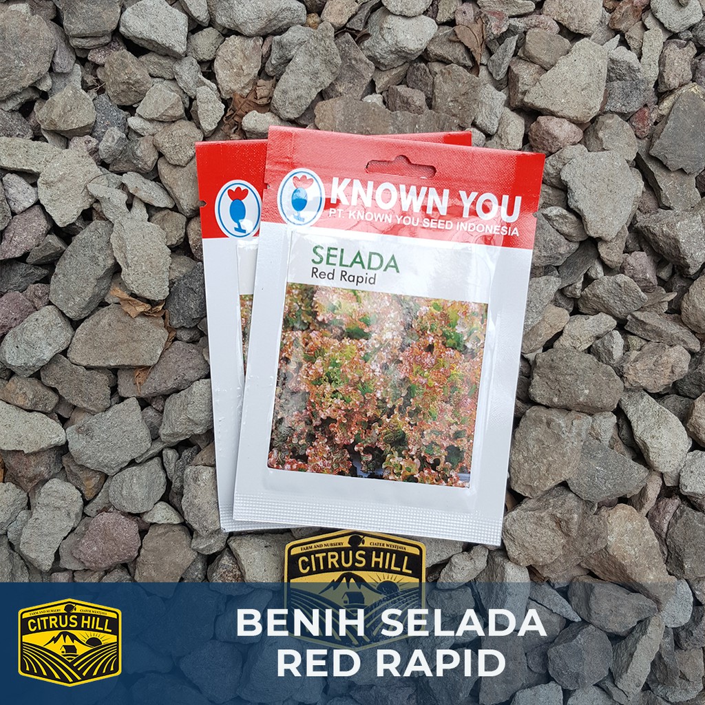 Jual Benih Selada Merah Keriting / Red Rapid Known You Seed SP | Shopee Indonesia