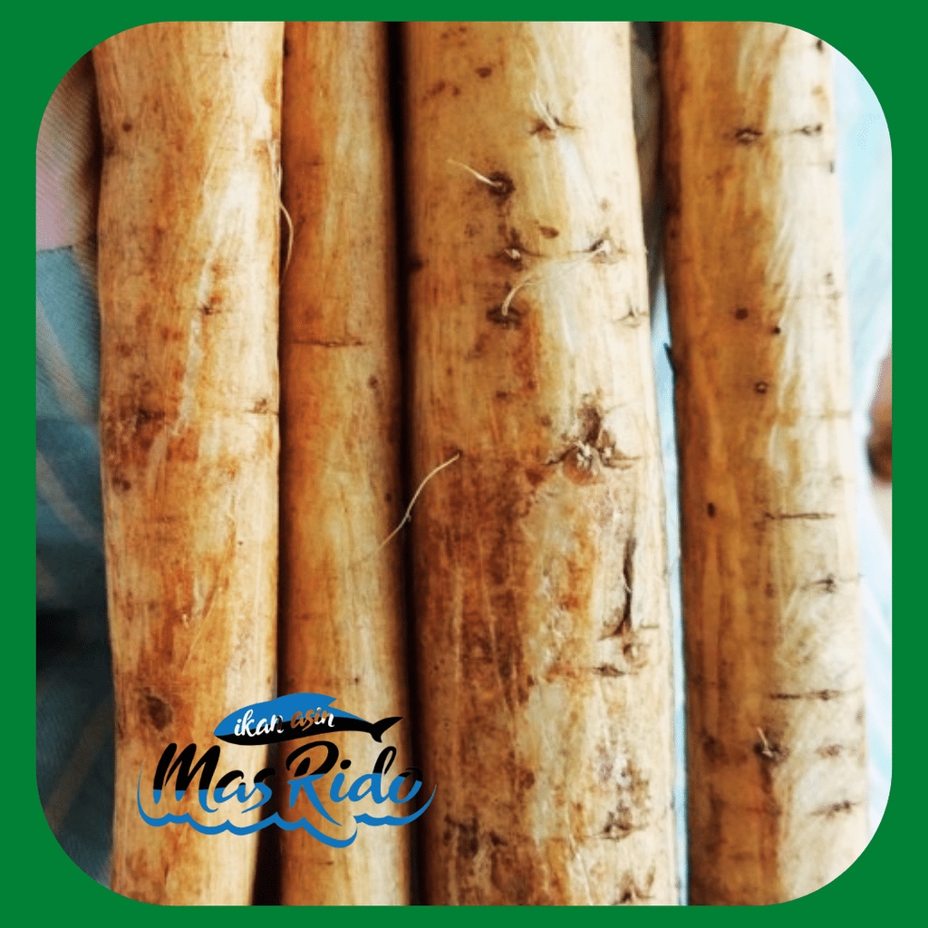 Jual GOBO JEPANG BURDOCK ROOT AKAR GOBO KETELA JEPANG UNTUK KESEHATAN ...