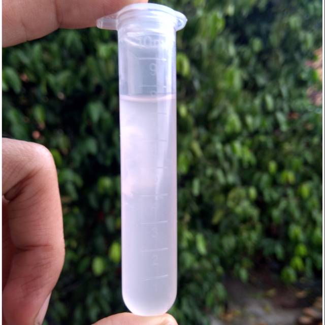 Jual STARTER BIBIT NATA DE COCO ACETOBACTER XYLINUM SEKALI PAKAI ...