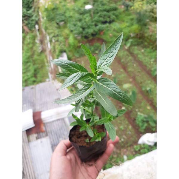 Jual Bibit mint, Daunt Mint, Tanaman Mint, Mint Lawu, Desert Mint ...