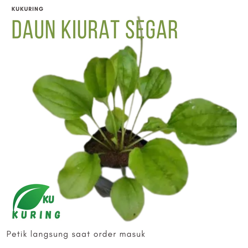 Jual KUKURING daun Sendok - Daun Kiurat segar 1kg - Daun Ki Urat ...