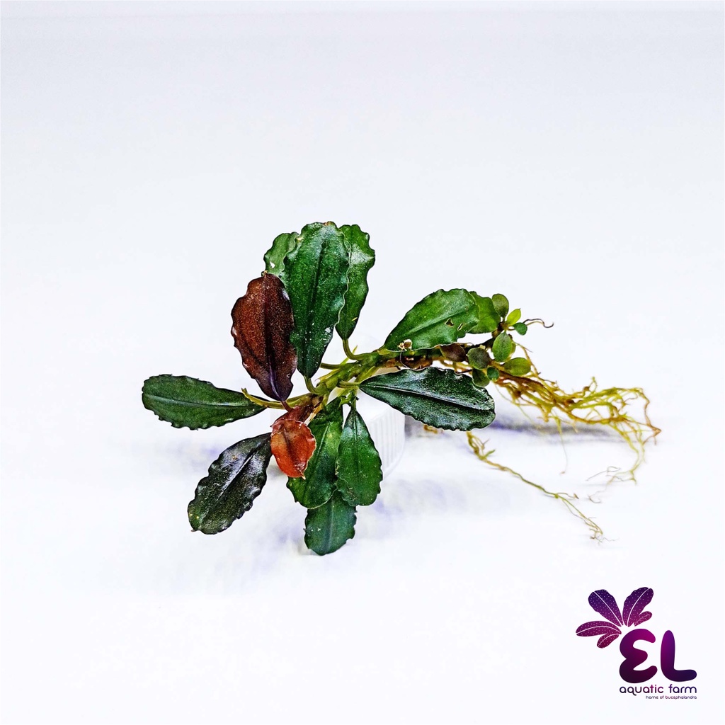 Jual Bucephalandra Brownie Red (Emerged) | Shopee Indonesia