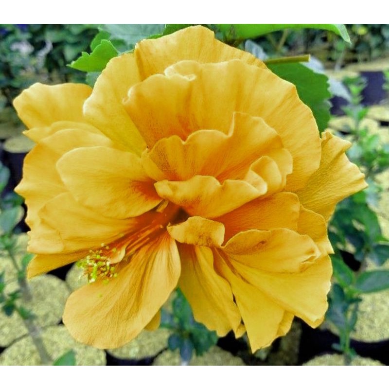 Jual hibiscus bunga sepatu tumpuk bangkok warna kuning tumpuk _ tanaman ...