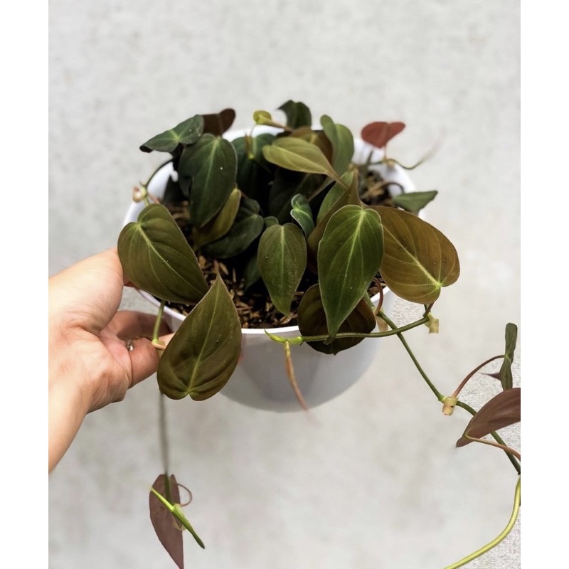 Jual Tanaman hias philo micans-philodendron-tanaman hidup | Shopee ...