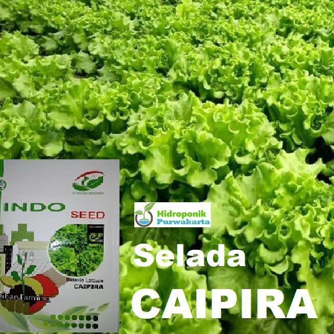 Jual Best Seller Benih Selada Caipira Lettuce Batavia Isi 1 Gram ...