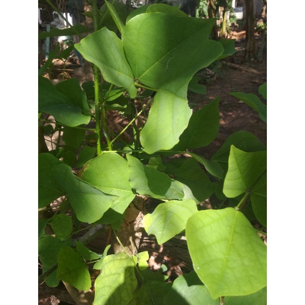 Jual daun Dadap segar 20 lembar | Shopee Indonesia