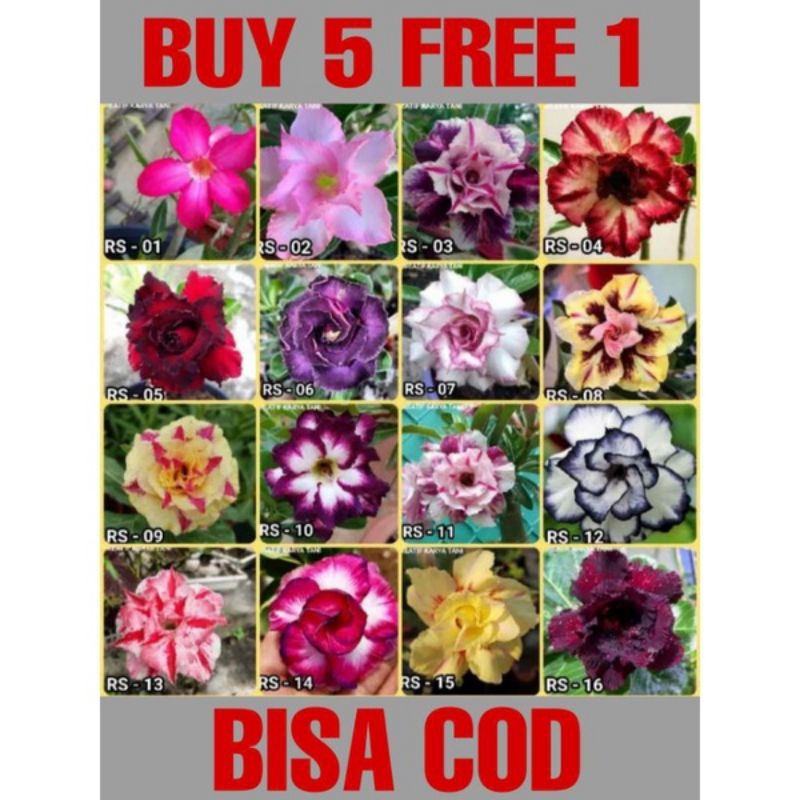 Jual 0adenium Kamboja Bunga Tumpuk Bonggol Besar Warna 1 16 0adenium