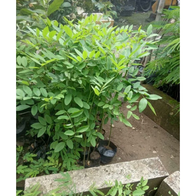 Jual Bibit indigofera pohon indigofera pakan ternak termurah | Shopee ...