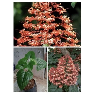 Jual Bunga Pagoda Terlengkap & Harga Terbaru Juli 2024 | Shopee Indonesia