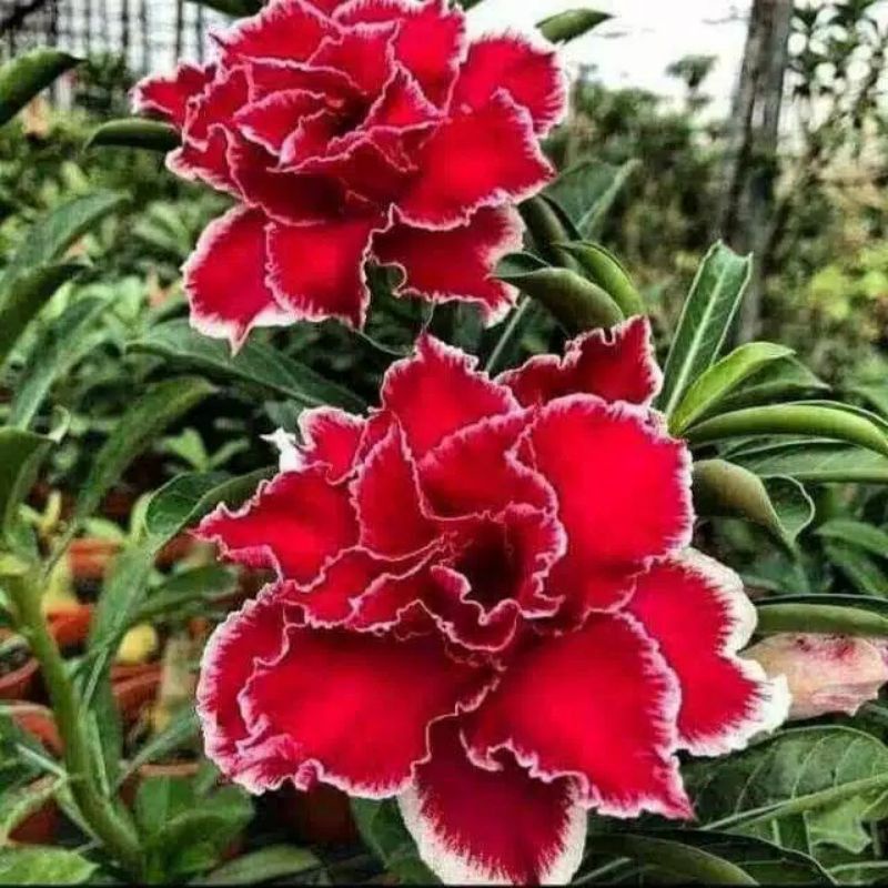Jual tanaman hias adenium obesium red dragon | Shopee Indonesia